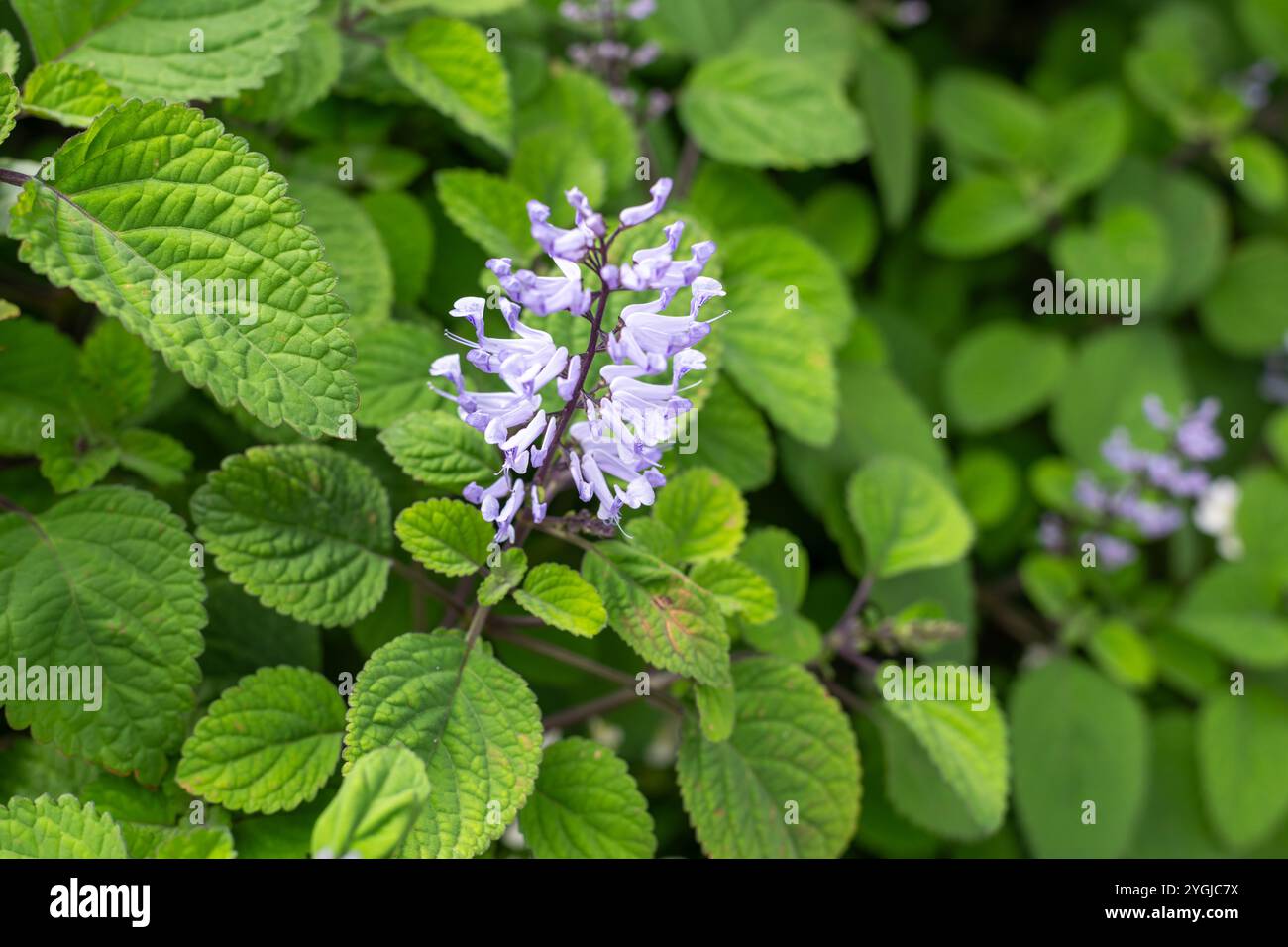 Close up of a Zulu spurflower (plectranthus zuluensis) in bloom Stock ...