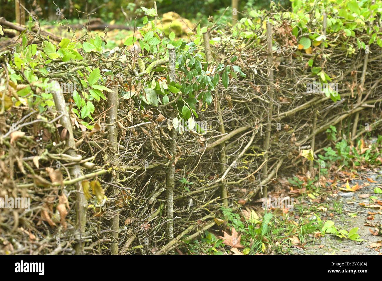A dead hedge in UK garden October Stock Photo - Alamy