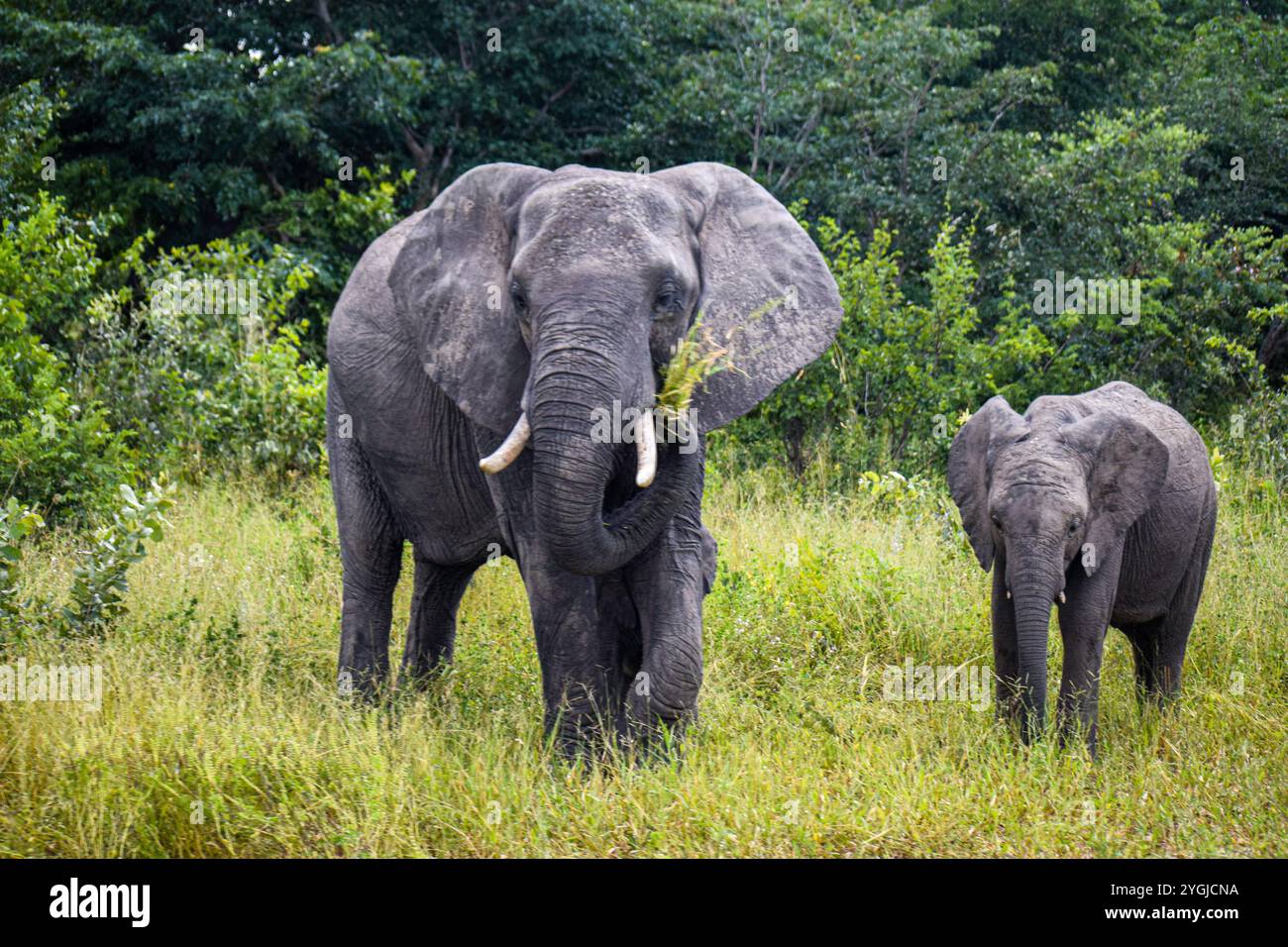 Botswana’s african elephant hi-res stock photography and images - Alamy