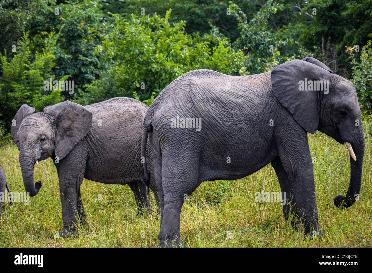Two African elephants stand close together in Chobe National Park ...