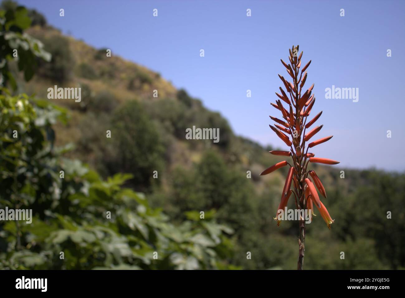Taormina's view and nature Stock Photo - Alamy