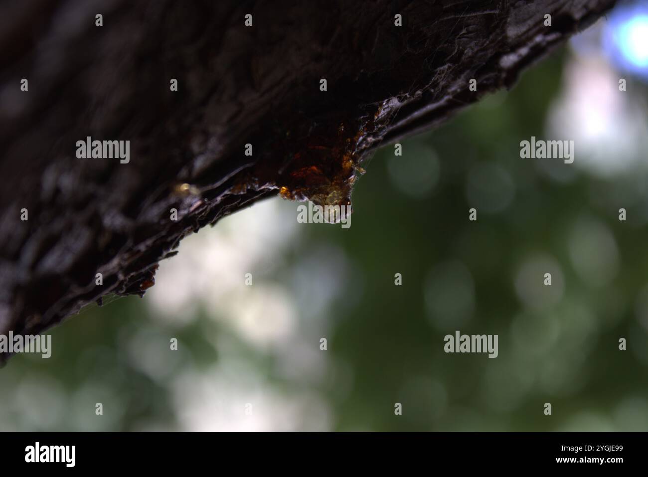 Resin hanging from a branch Stock Photo - Alamy