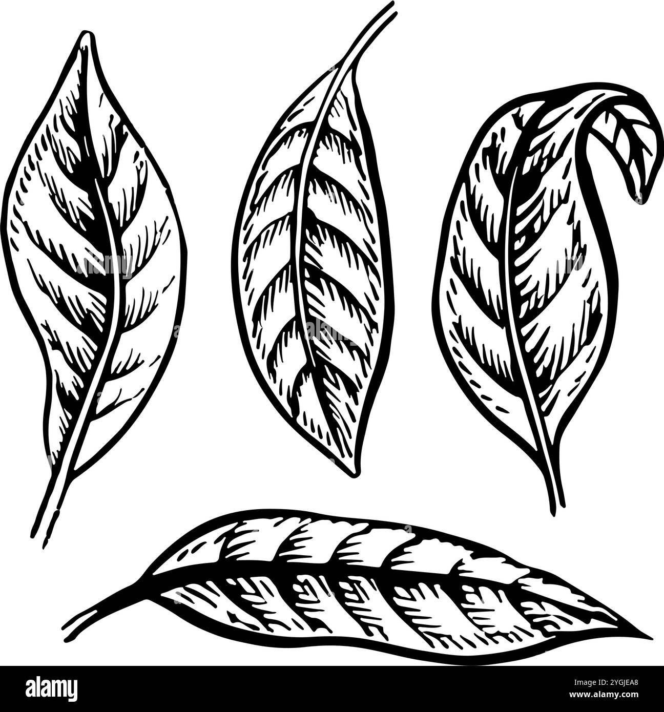 A set with citrus tree leaves. Vector graphic illustration. A black and ...