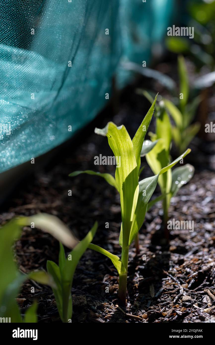 Spring planting corn seed farming hi-res stock photography and images ...
