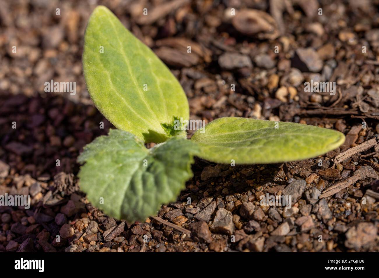 Fall plantings hi-res stock photography and images - Alamy