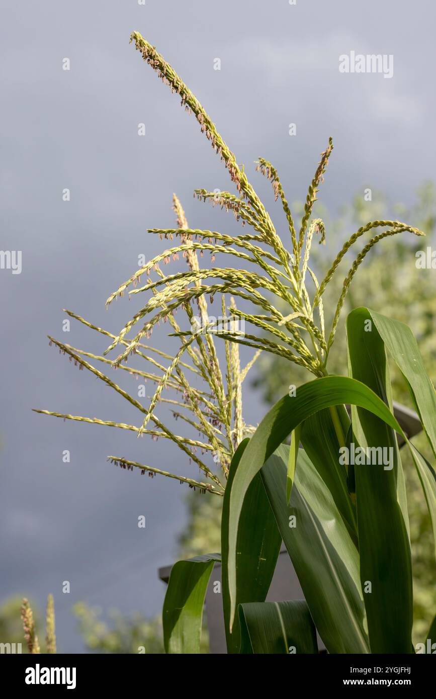 Tall corn stalks in hi-res stock photography and images - Alamy