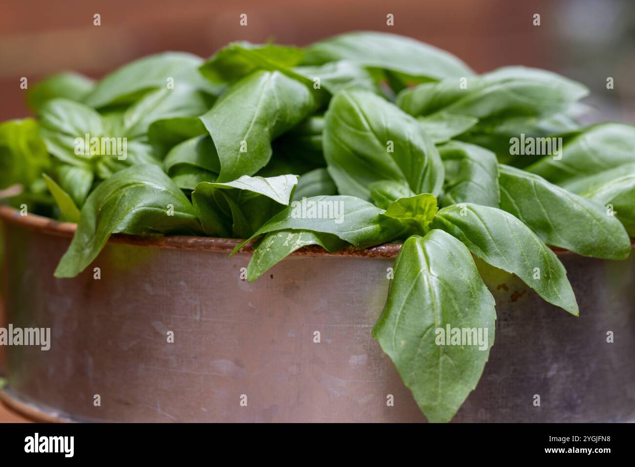 Spring and summer basil, freshly picked and placed in a vintage ...