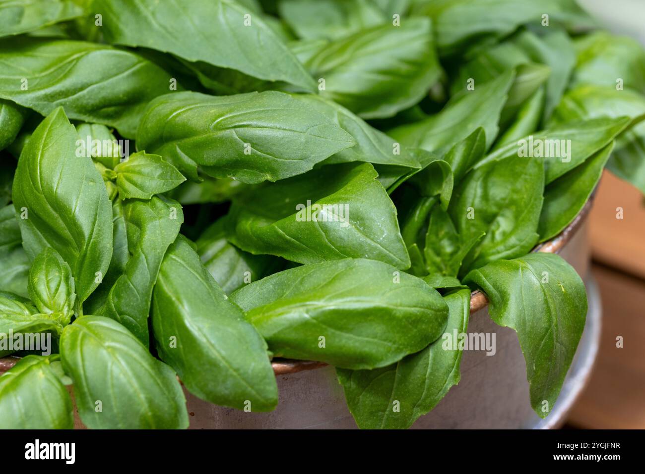 Spring and summer basil, freshly picked and placed in a vintage ...