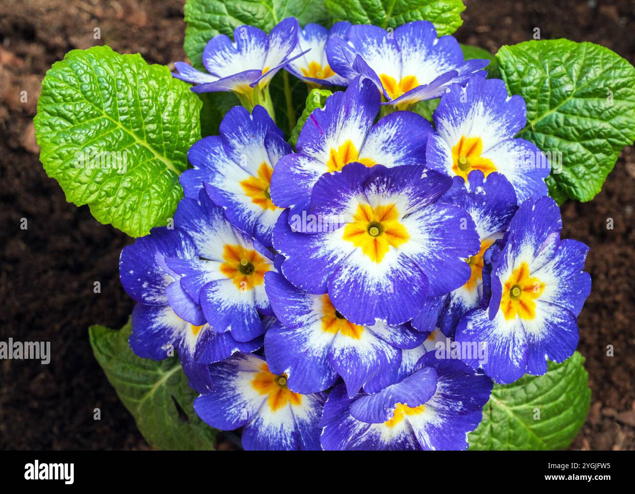 Primrose starflame hi-res stock photography and images - Alamy