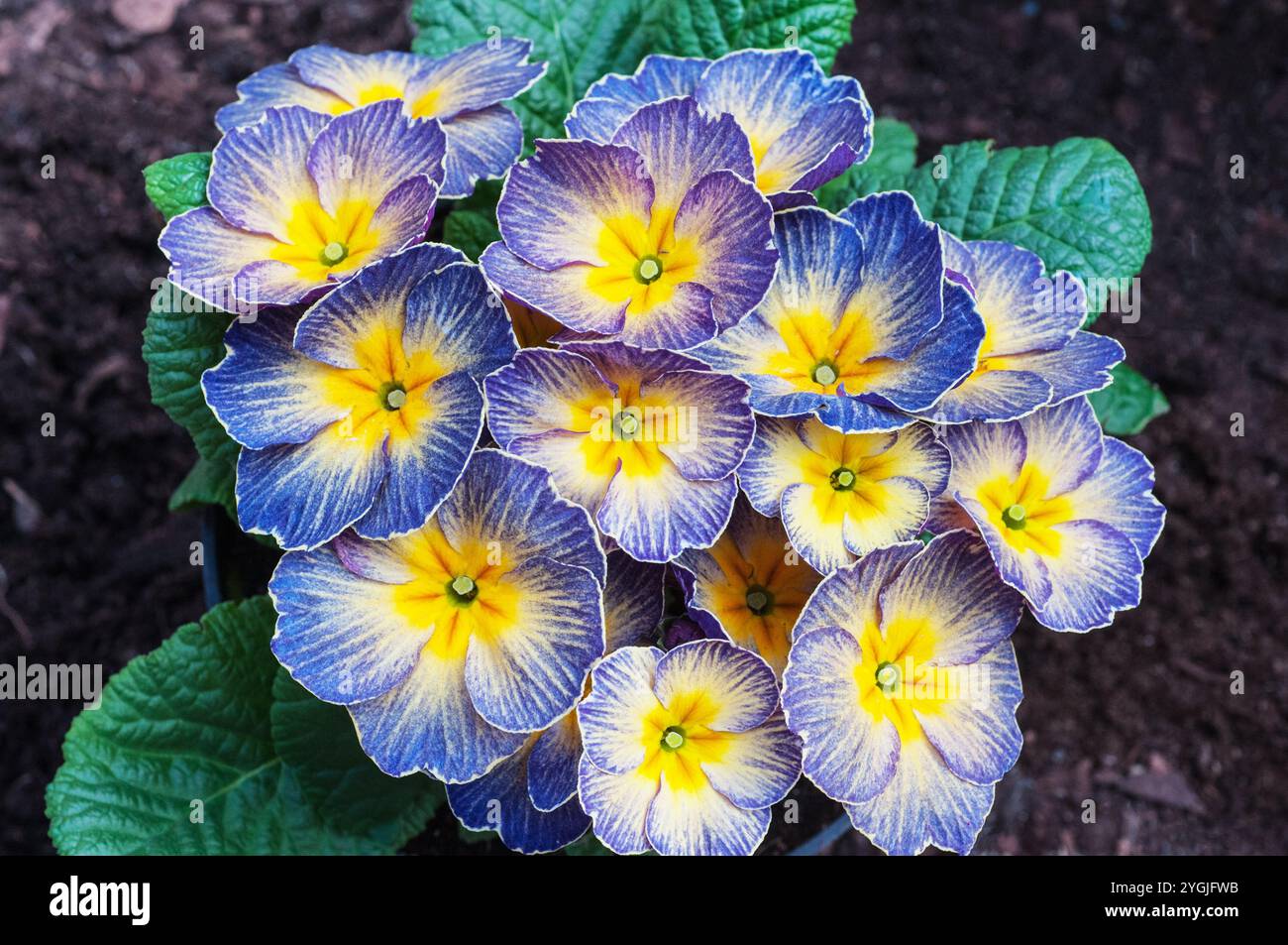 Close up of flowers on Primrose / Primula Fireflies A blue & yellow ...