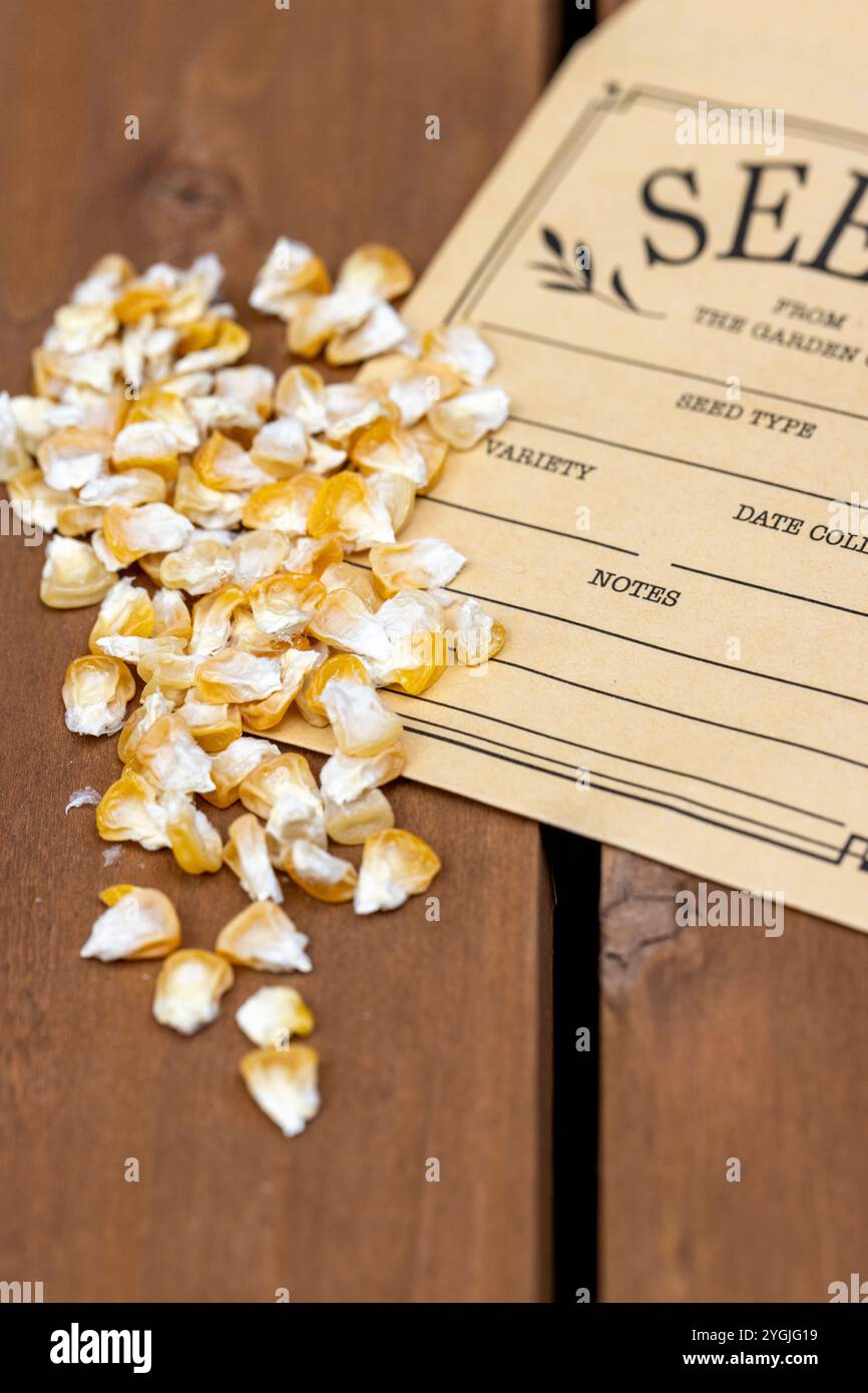 Home grown and collected corn kernels for seed planting next spring ...