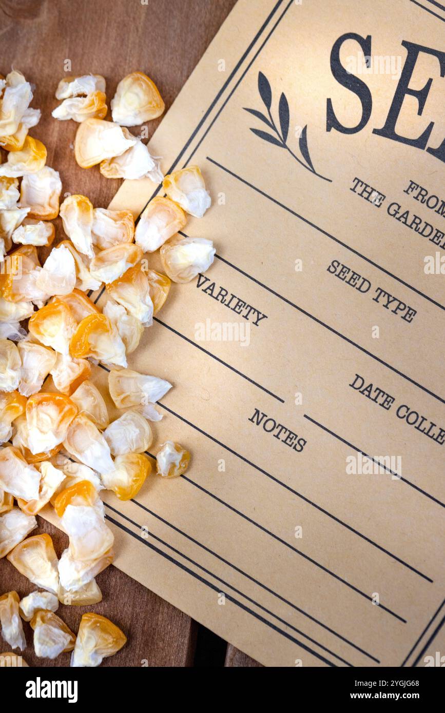 Home grown and collected corn kernels for seed planting next spring ...