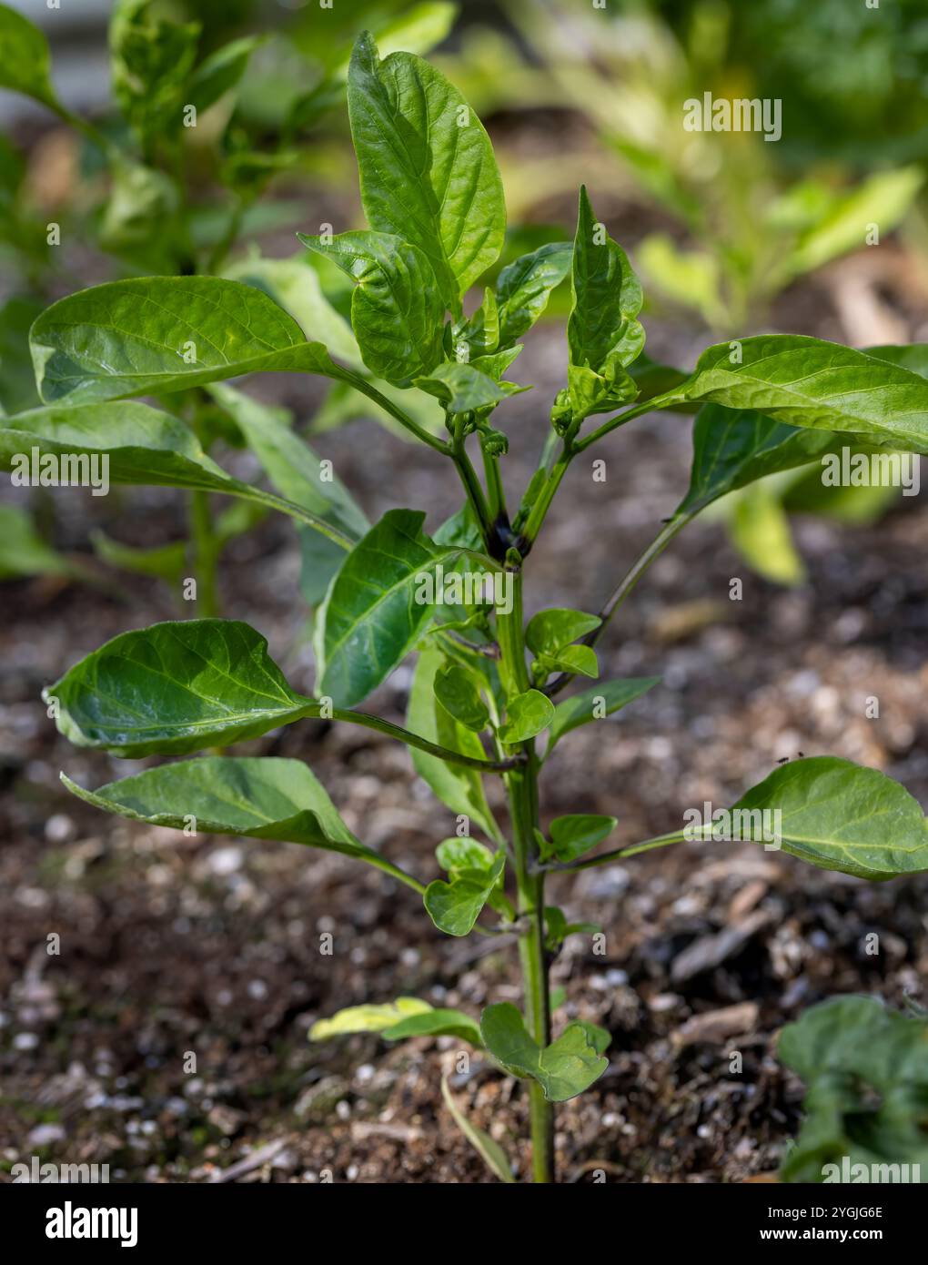 Baby pepper plant growing in a garden during the spring in Arizona ...