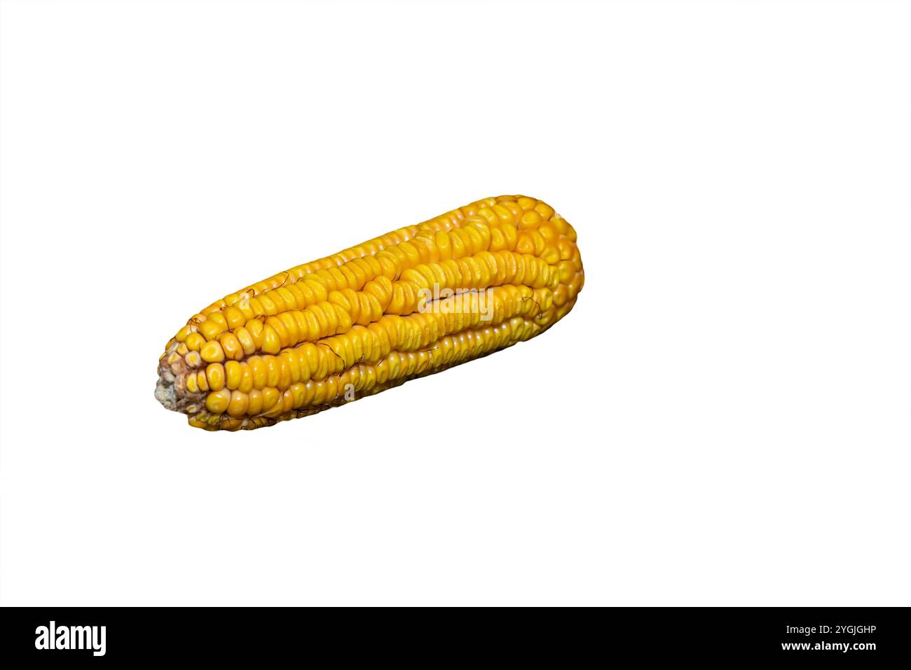 Yellow corn on the cob kernels drying out for future seed planting in ...