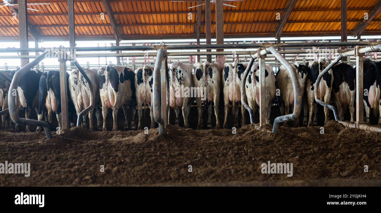 Rear view of dairy cows standing in stall at livestock farm Stock Photo ...