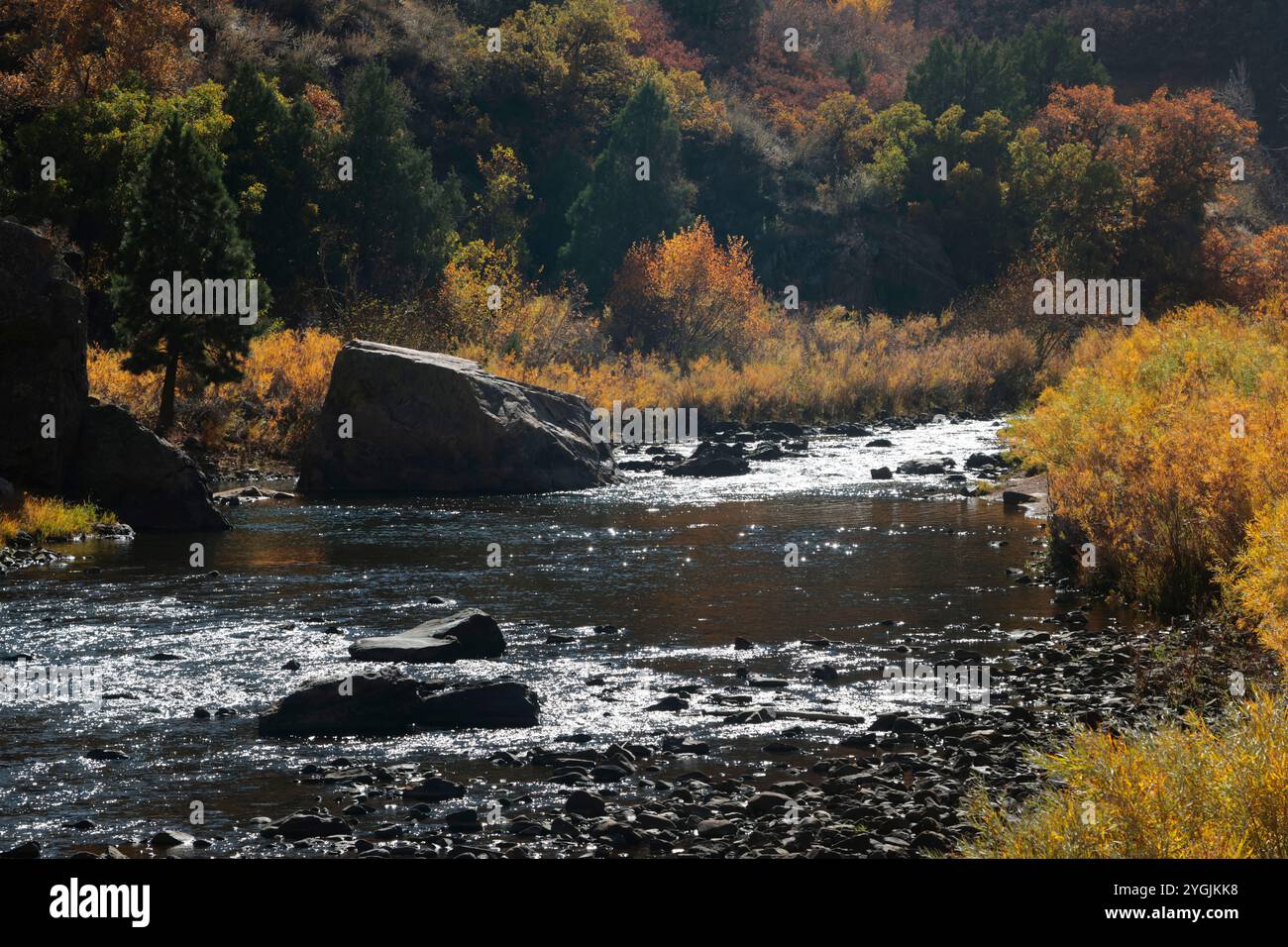 Shimmering leaves colorful autumn hi-res stock photography and images - Alamy