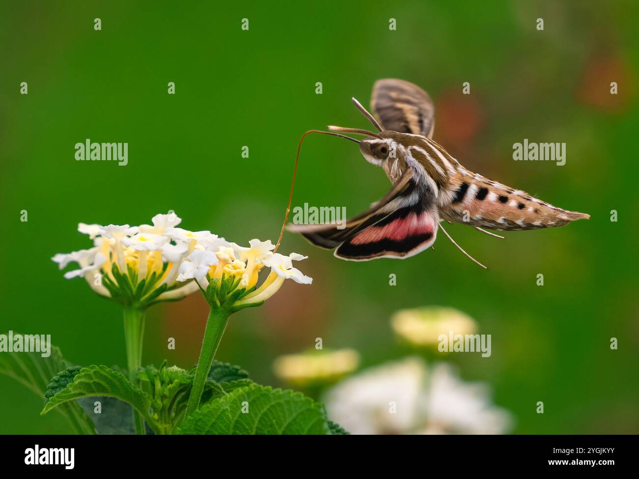 A White-lined Sphinx Moth in side profile pollinating White Lantana ...