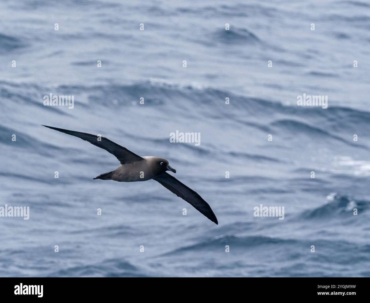 Light-mantled albatross in the southern ocean of the Drake Passage ...