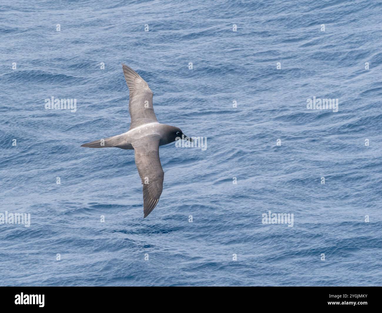 Light-mantled albatross in the southern ocean of the Drake Passage ...