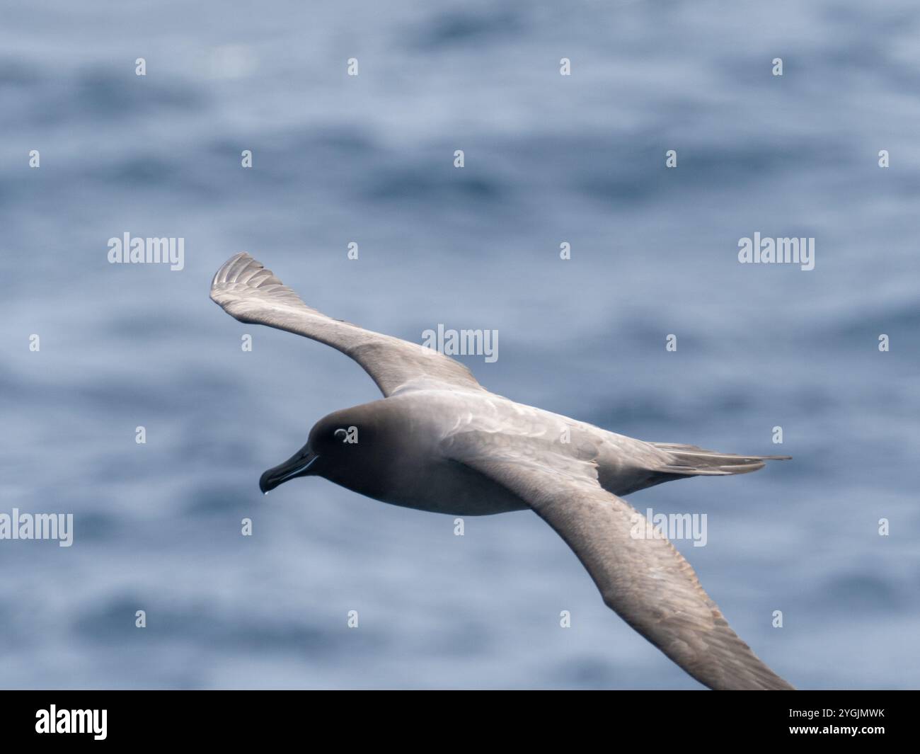 Light-mantled albatross in the southern ocean of the Drake Passage ...