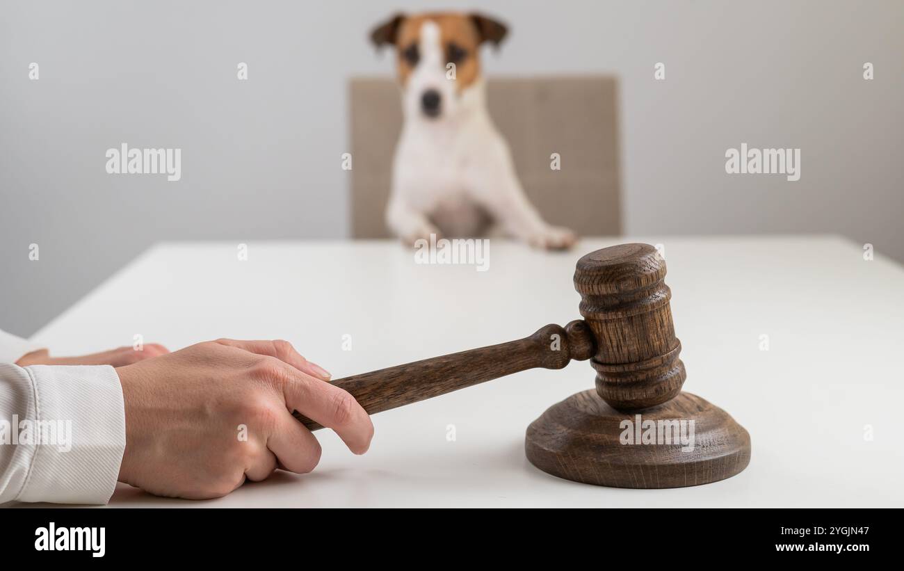 Judge Gives Verdict to Jack Russell Terrier Stock Photo - Alamy