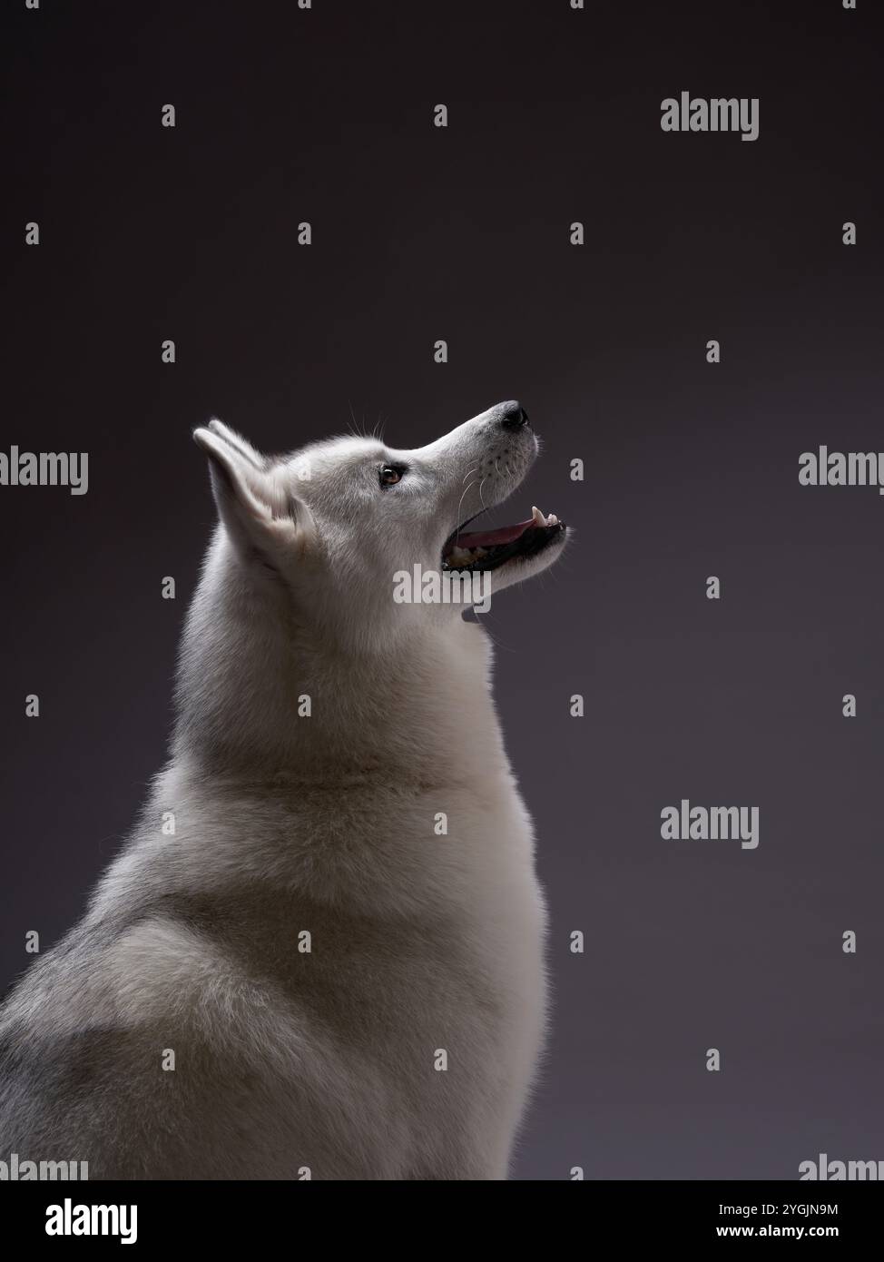 A Siberian Husky tilts its head upwards, mimicking a singing pose, set ...