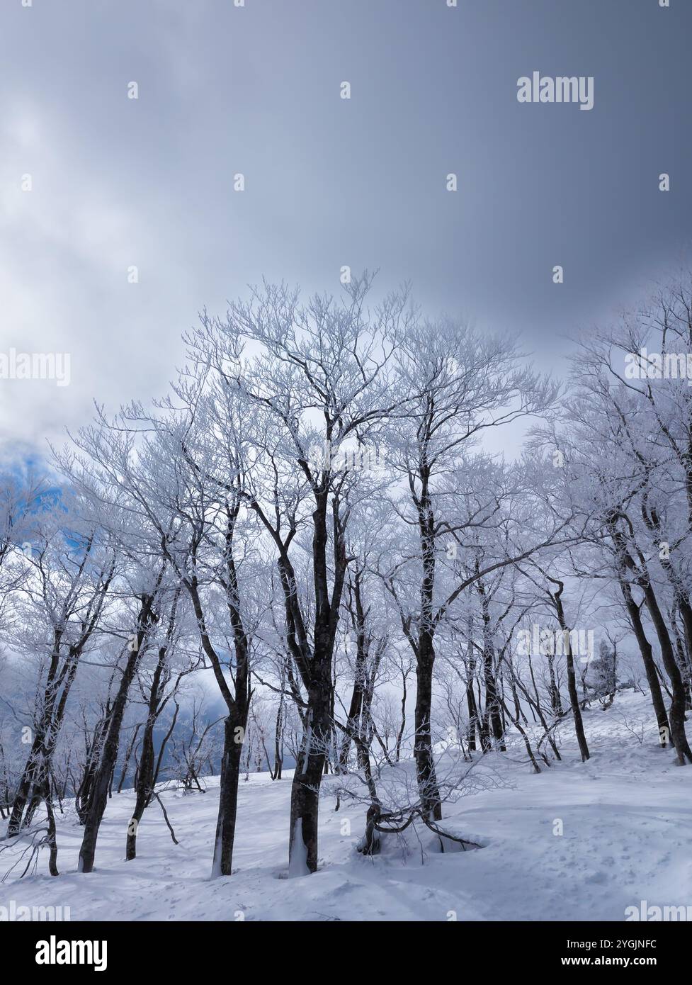 Snow covered trees in a forest in Japan Stock Photo - Alamy