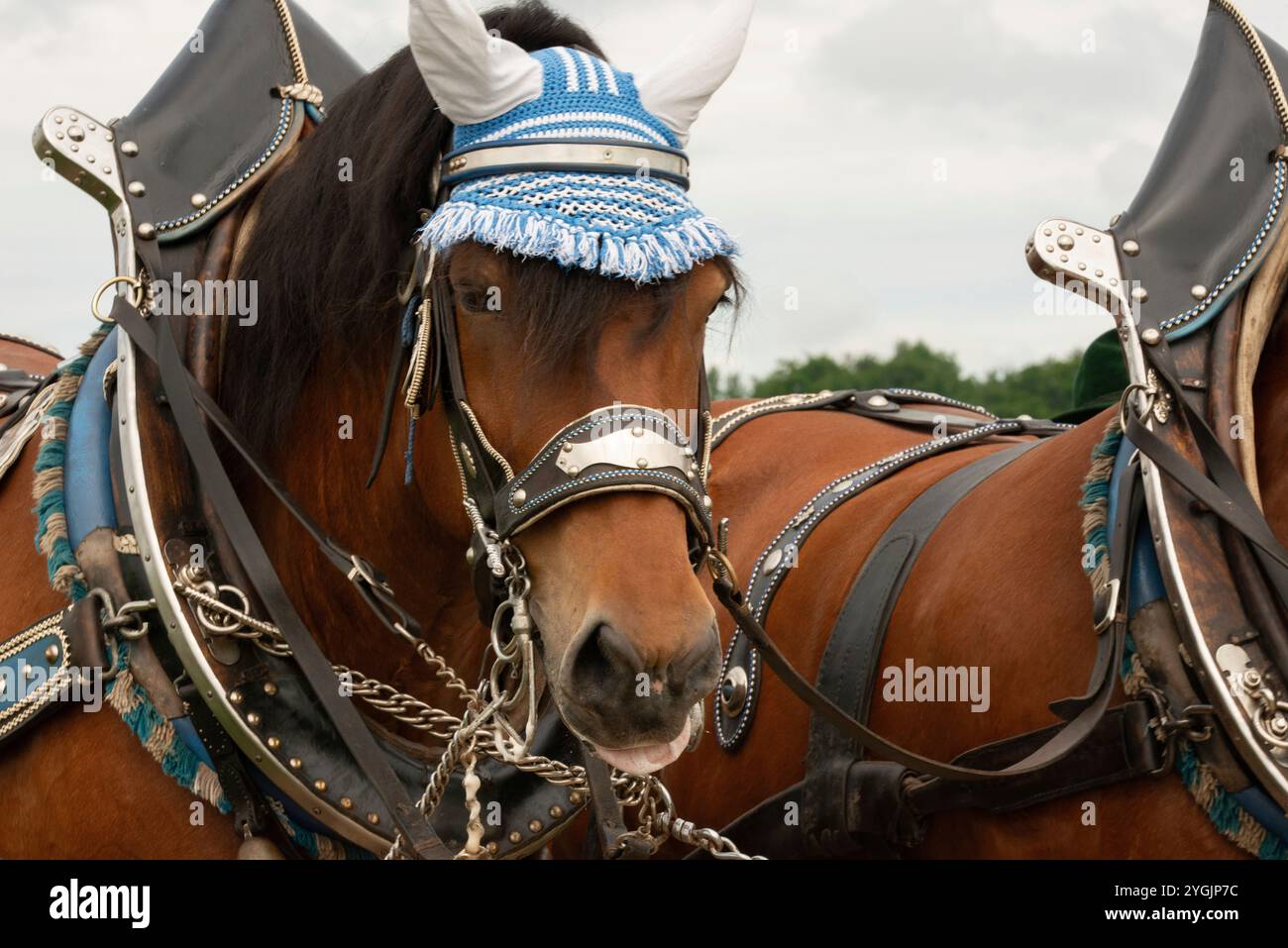 Decorated bridle hi-res stock photography and images - Alamy