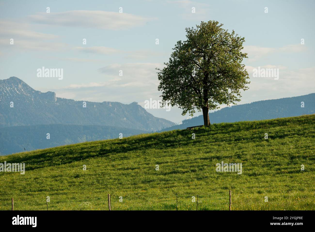 Tree, Spring, Bavaria, Chiemgau Stock Photo - Alamy