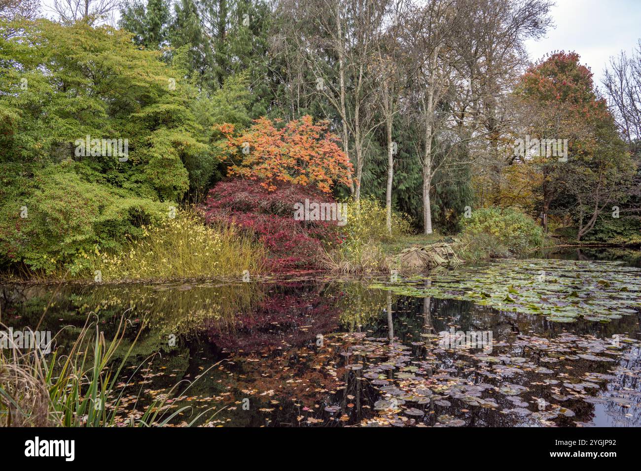 Autumn colors in Devon show garden early November Stock Photo - Alamy