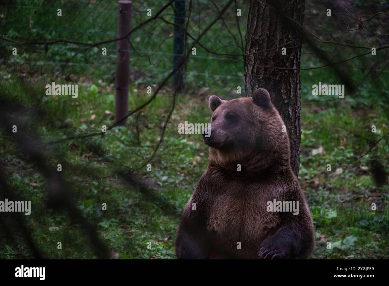 Brown bear, Müritz Bear Park, conservation center for brown bears from ...