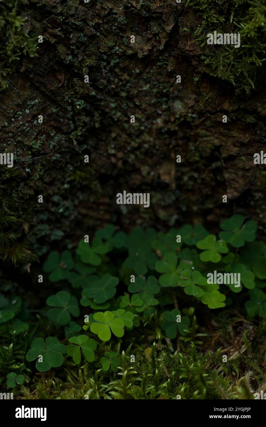 Wood sorrel (Oxalis acetosella) growing in a tree hollow, Germany Stock Photo - Alamy
