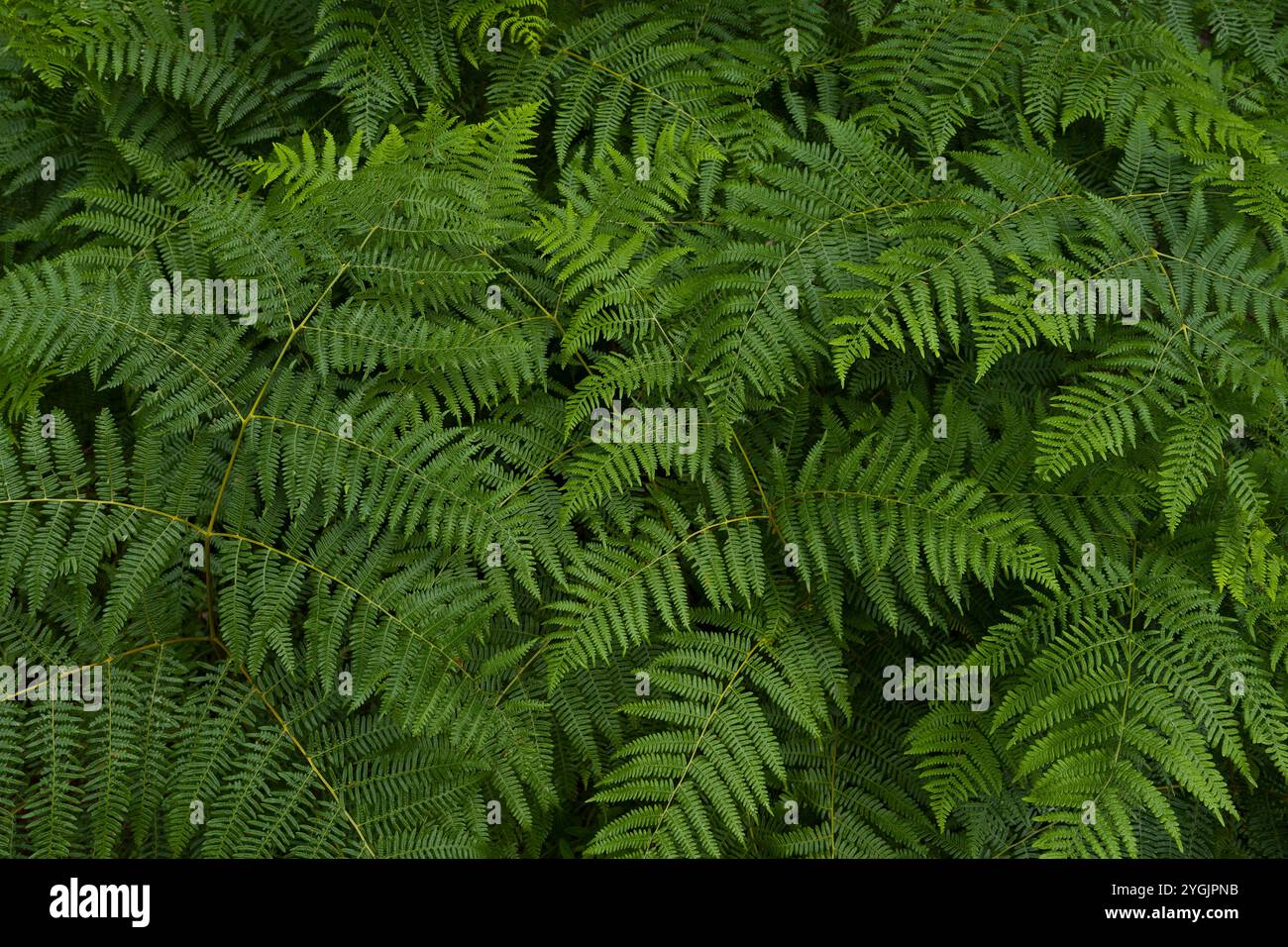 Bracken fern, Germany Stock Photo - Alamy