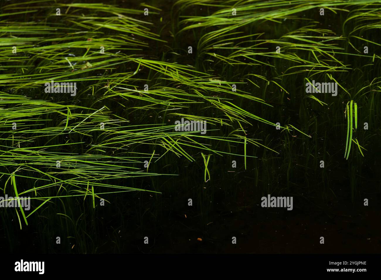 Blades of grass floating on the surface of a lake, Germany Stock Photo ...