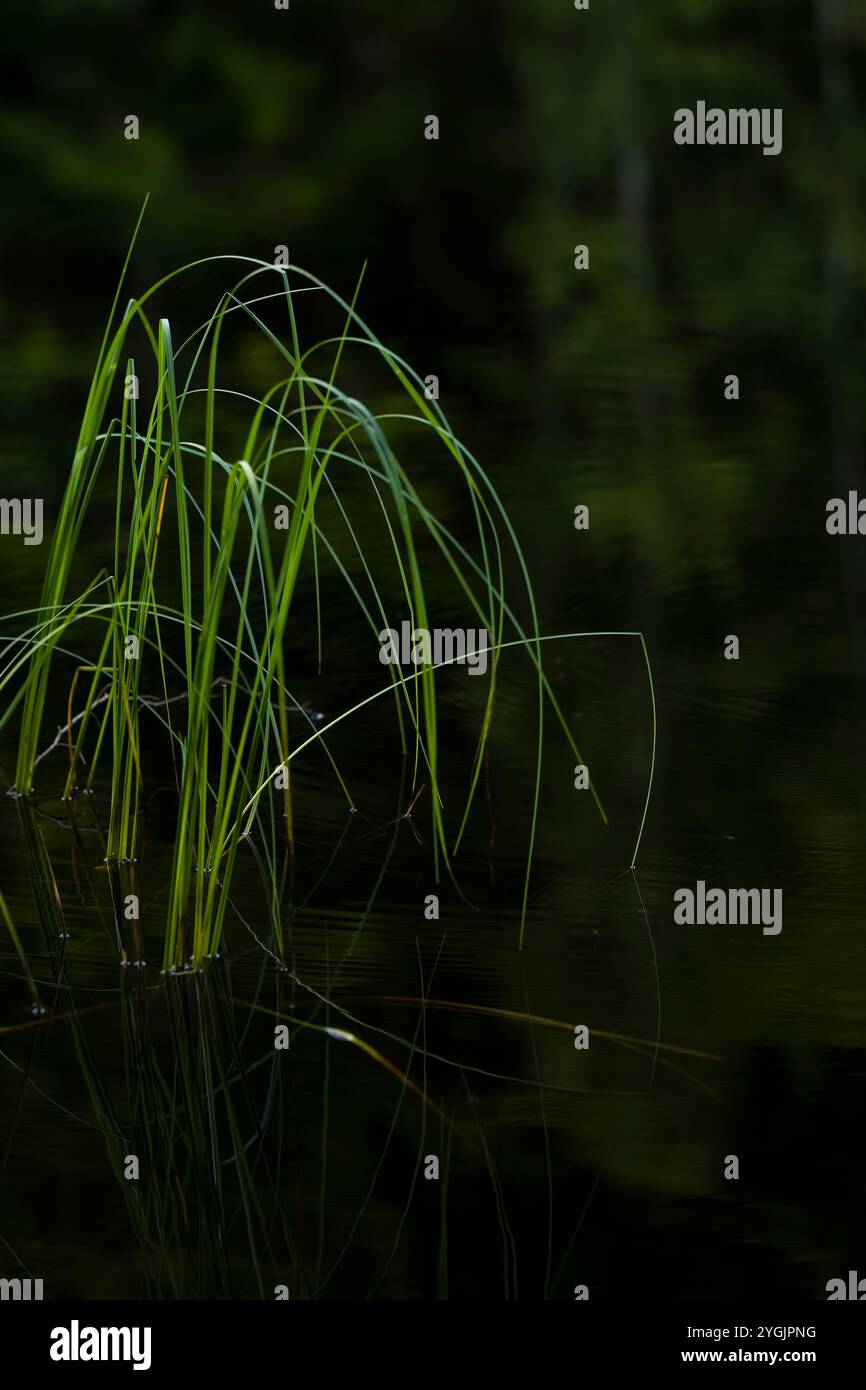 Grass growing on shore hi-res stock photography and images - Alamy