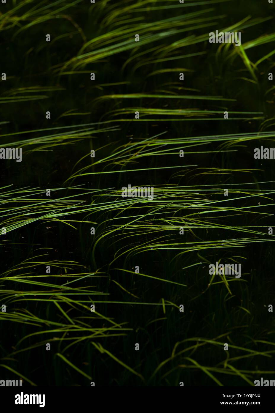 Blades of grass floating on the surface of a lake, Germany Stock Photo ...