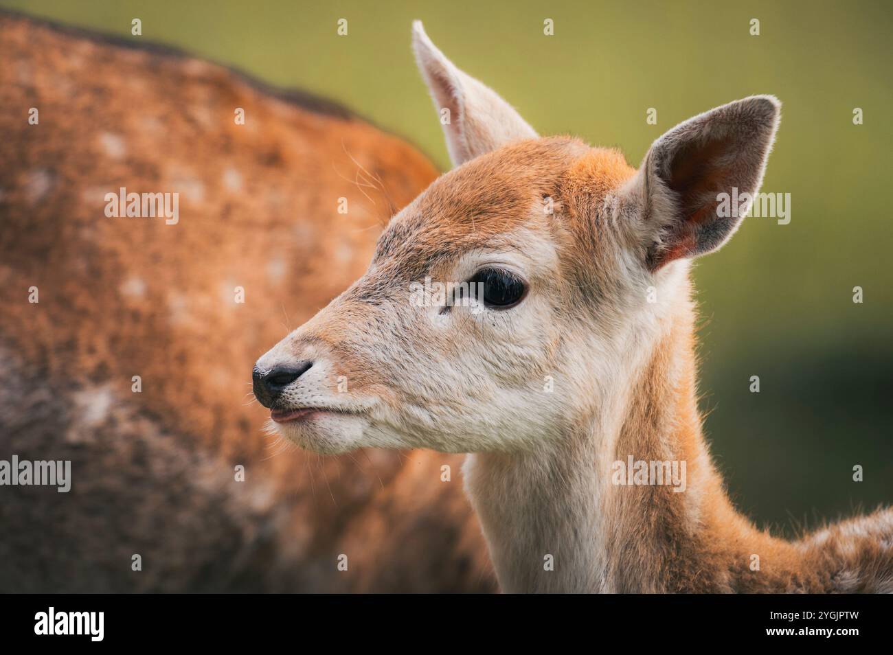 Portrait of a young fallow deer calf Stock Photo - Alamy