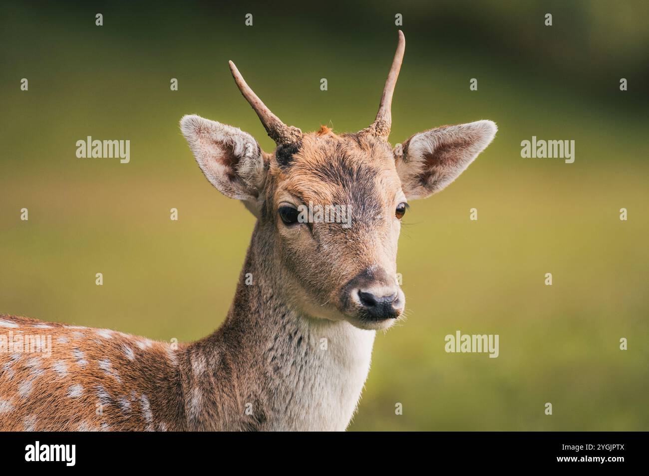 Portrait of a young fallow deer calf Stock Photo - Alamy