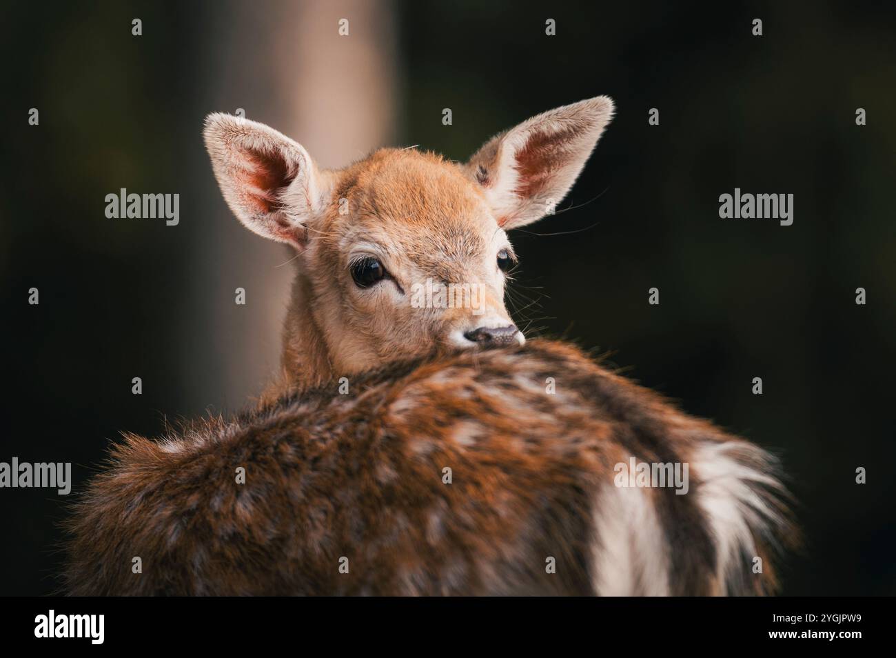 Backwards portrait hi-res stock photography and images - Alamy