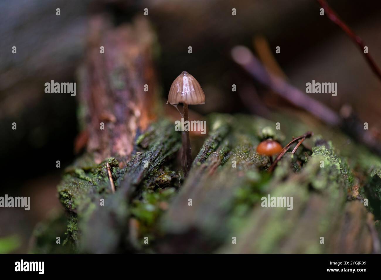 Mushrooms, bleeding bonnet Stock Photo - Alamy