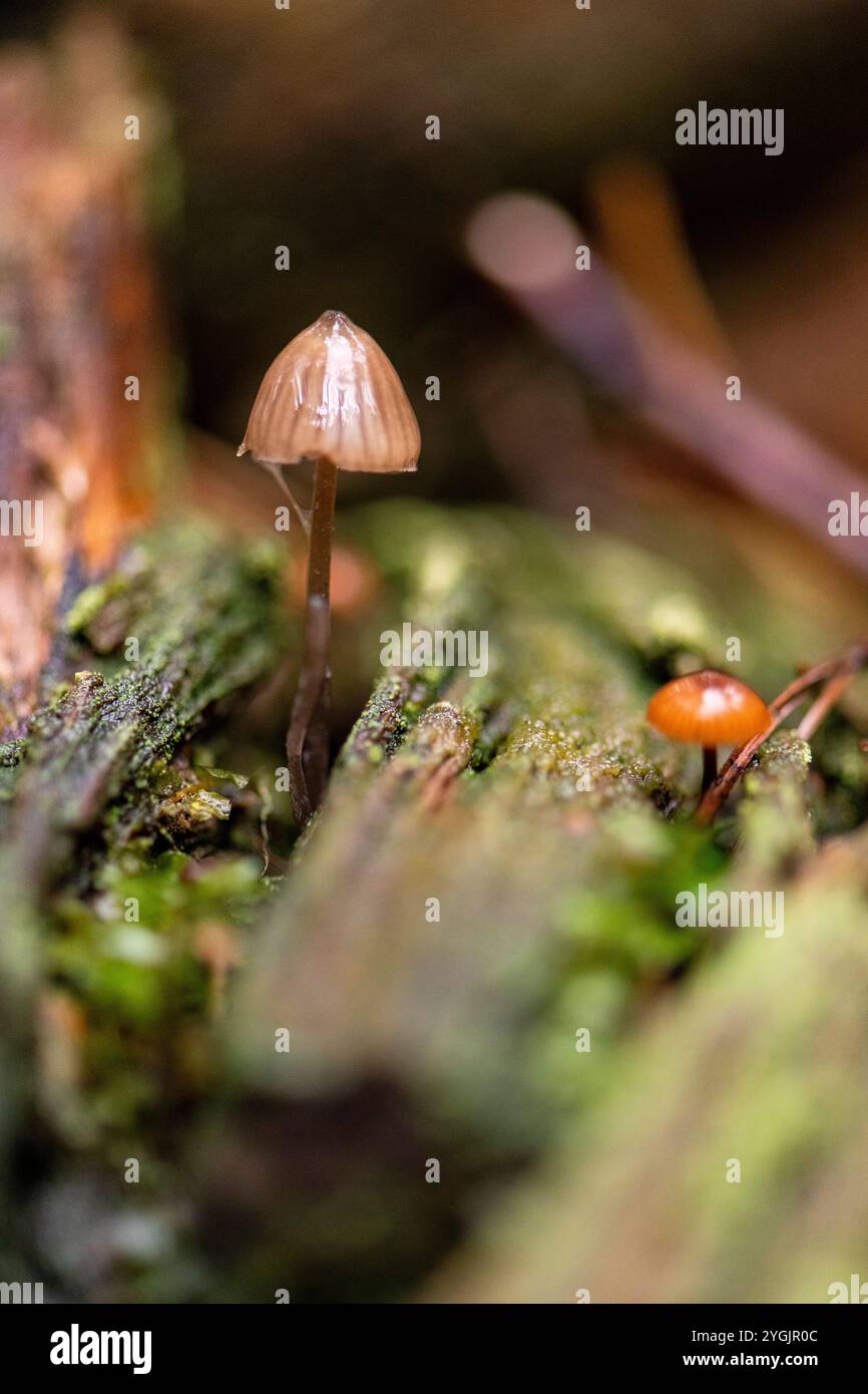 Bleeding mushrooms hi-res stock photography and images - Alamy