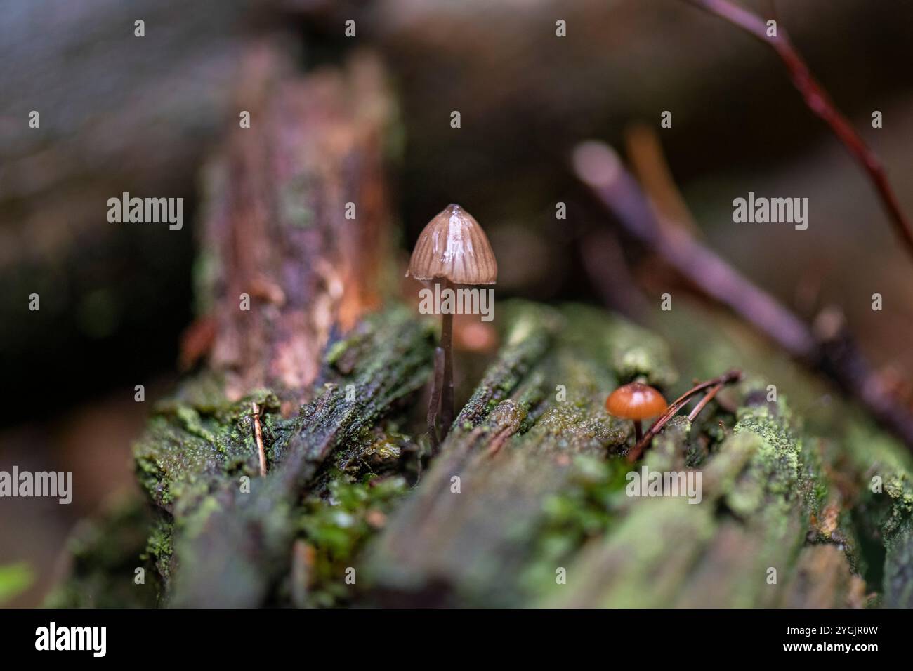 Mushrooms, bleeding bonnet Stock Photo - Alamy