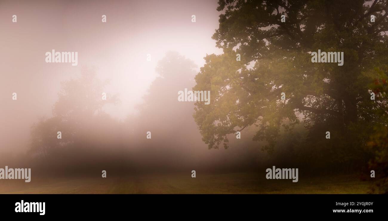 Treescape in the fog Stock Photo - Alamy