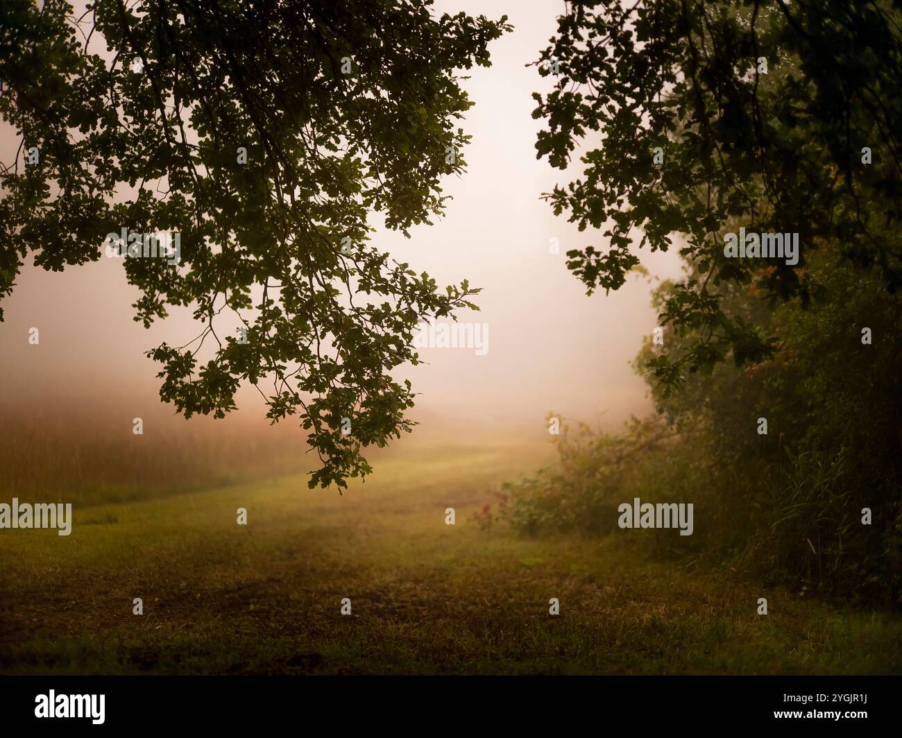 Treescape in the fog Stock Photo - Alamy