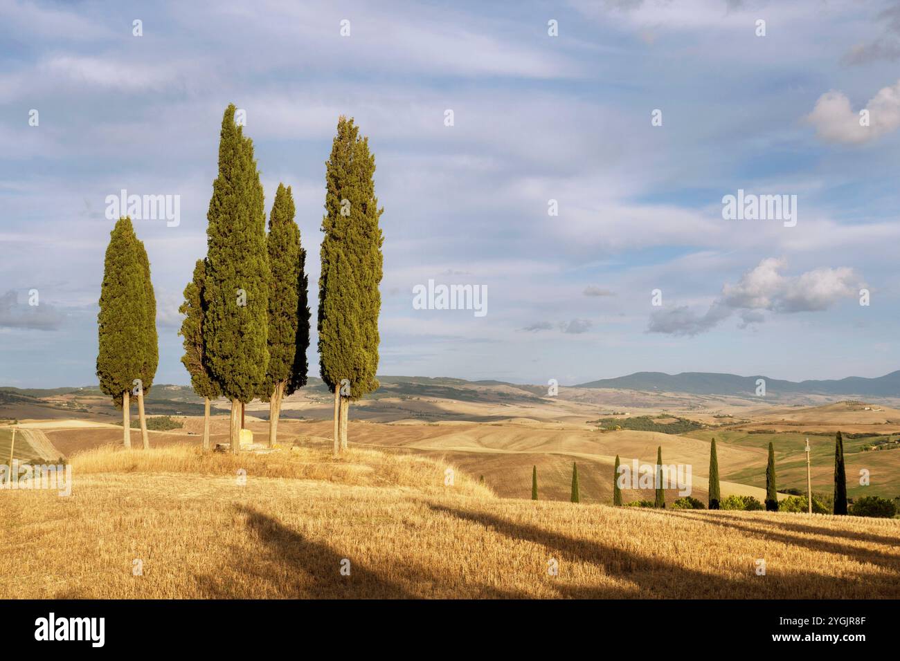Group of cypresses in tuscany hi-res stock photography and images - Alamy
