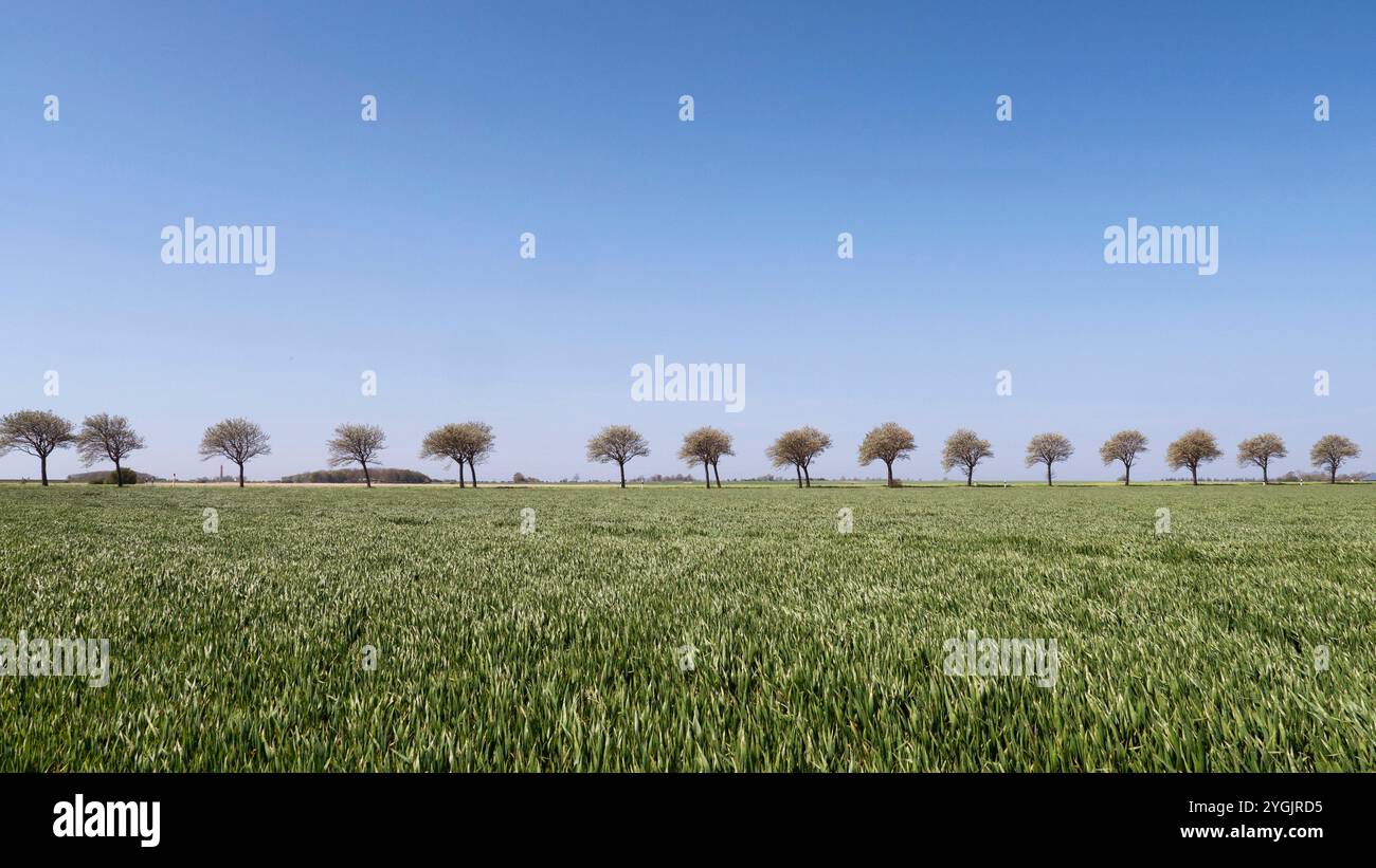Row of trees in a field hi-res stock photography and images - Alamy
