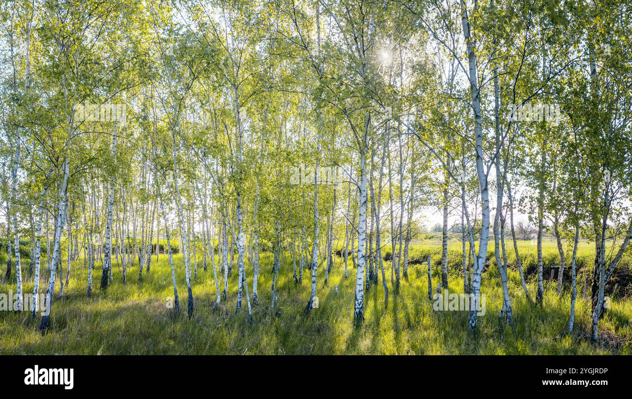 Birch grove in spring at sunrise Stock Photo - Alamy