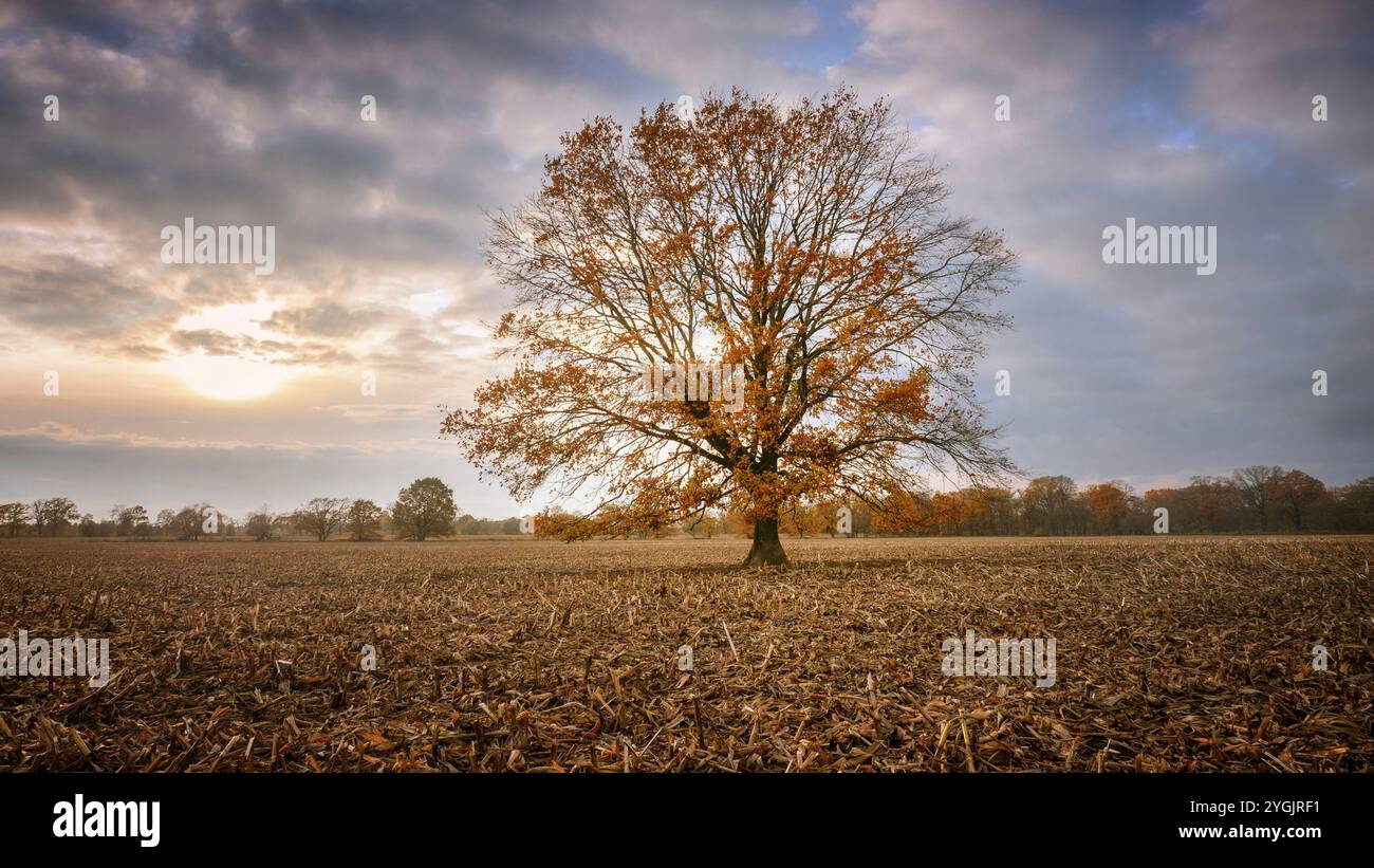 A magnificent oak tree with fall leaves in the middle of a field Stock ...