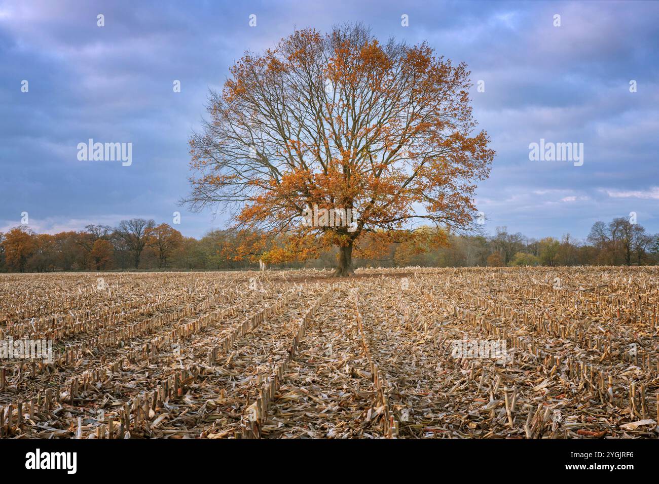 A magnificent oak tree with fall foliage in the middle of a field Stock ...