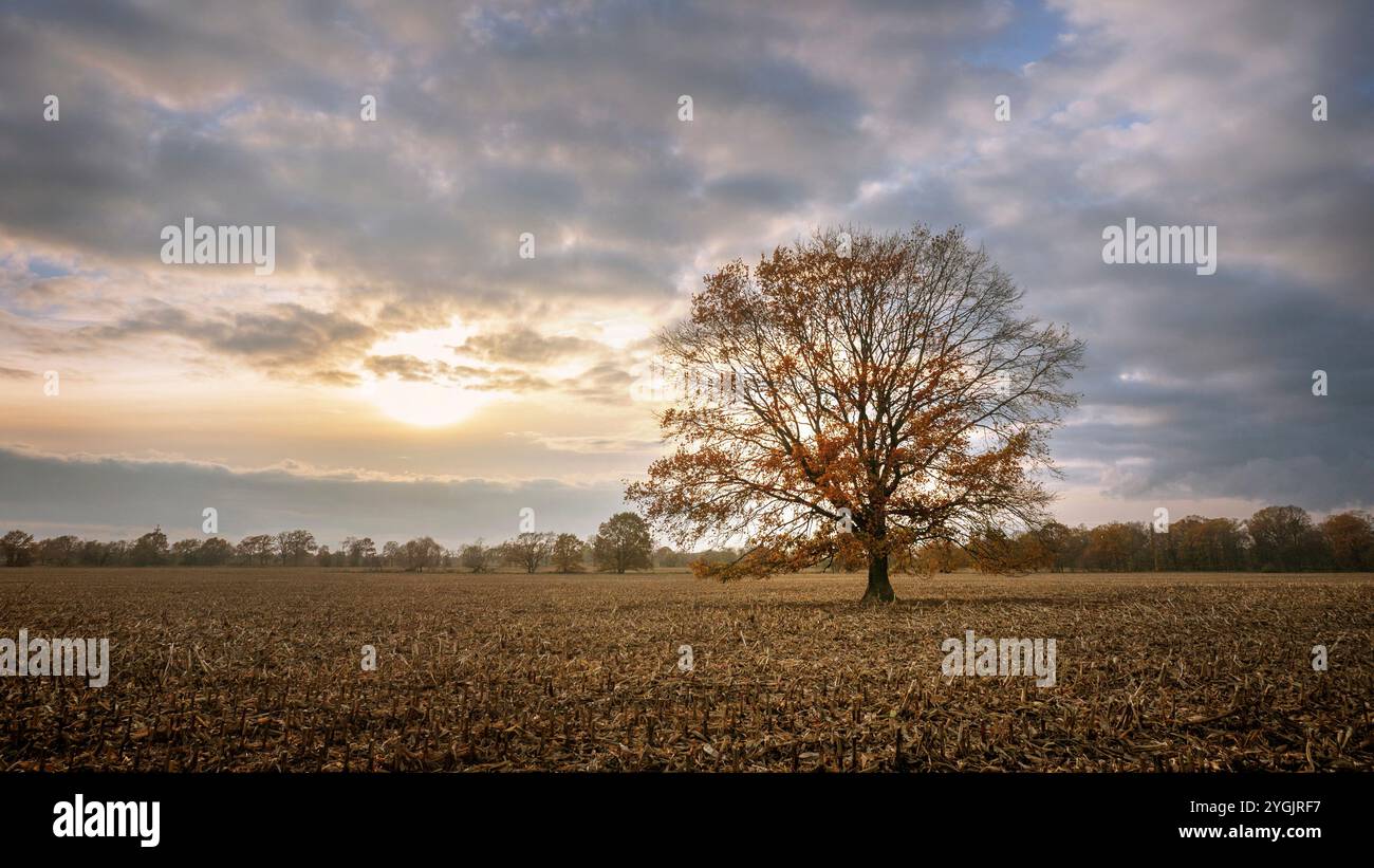 A magnificent oak tree with fall leaves in the middle of a field Stock ...